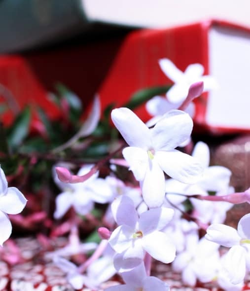 The Book Is Dead! Long Live the Book! | Ann Garvin